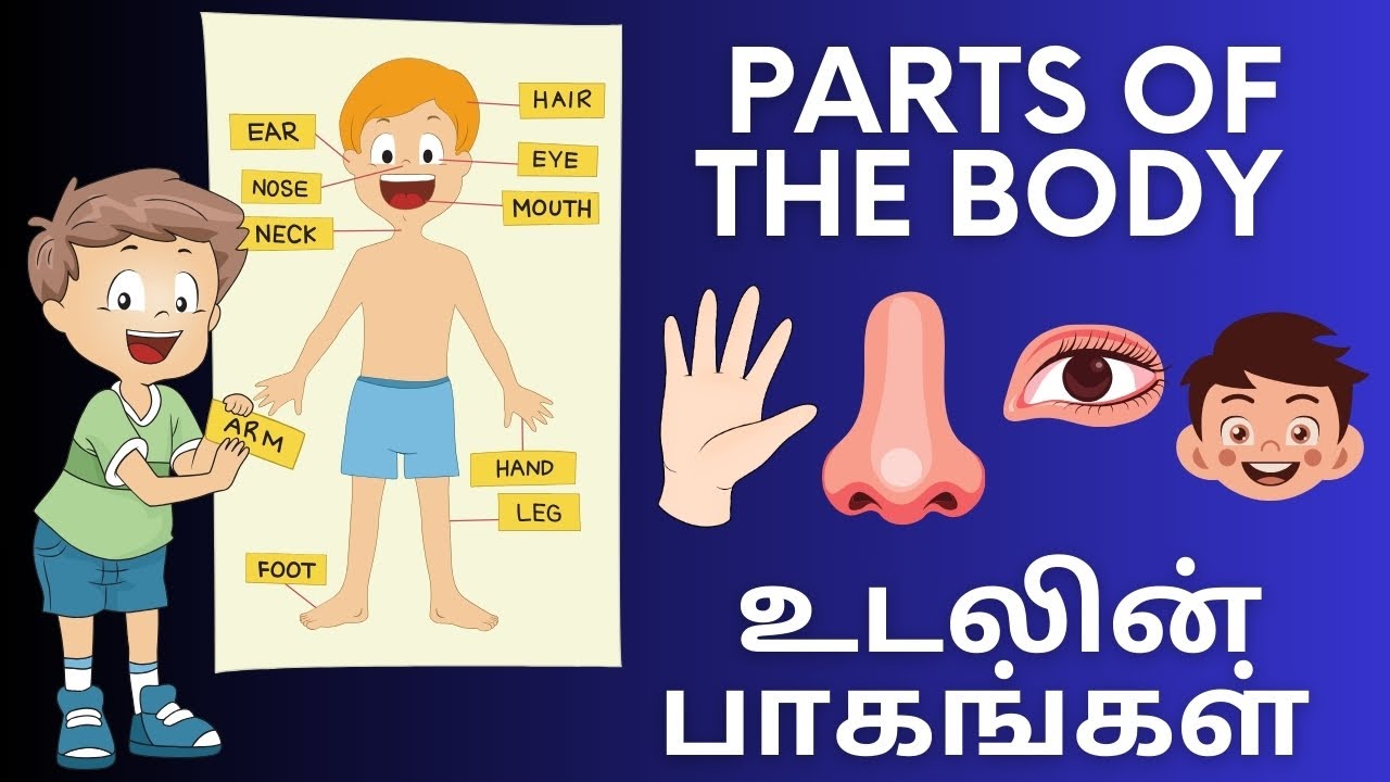உடலின் பாகங்கள் தமிழ் மற்றும் ஆங்கிலத்தில் | Parts of the Body English ...