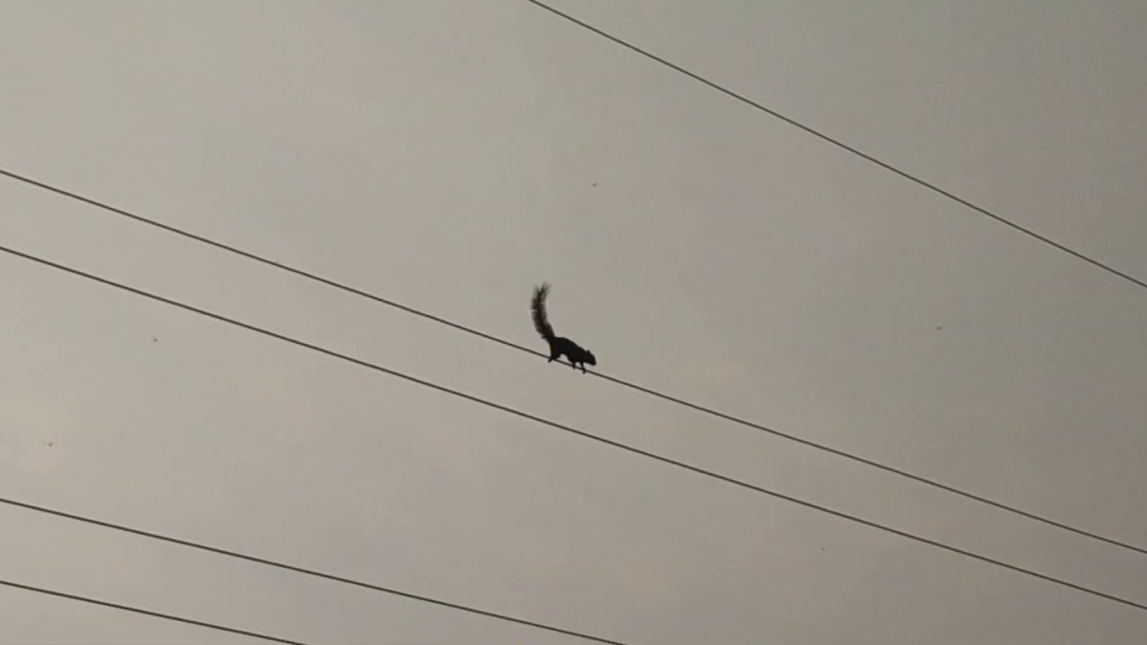 Weasel crossing the electric wire - YouTube