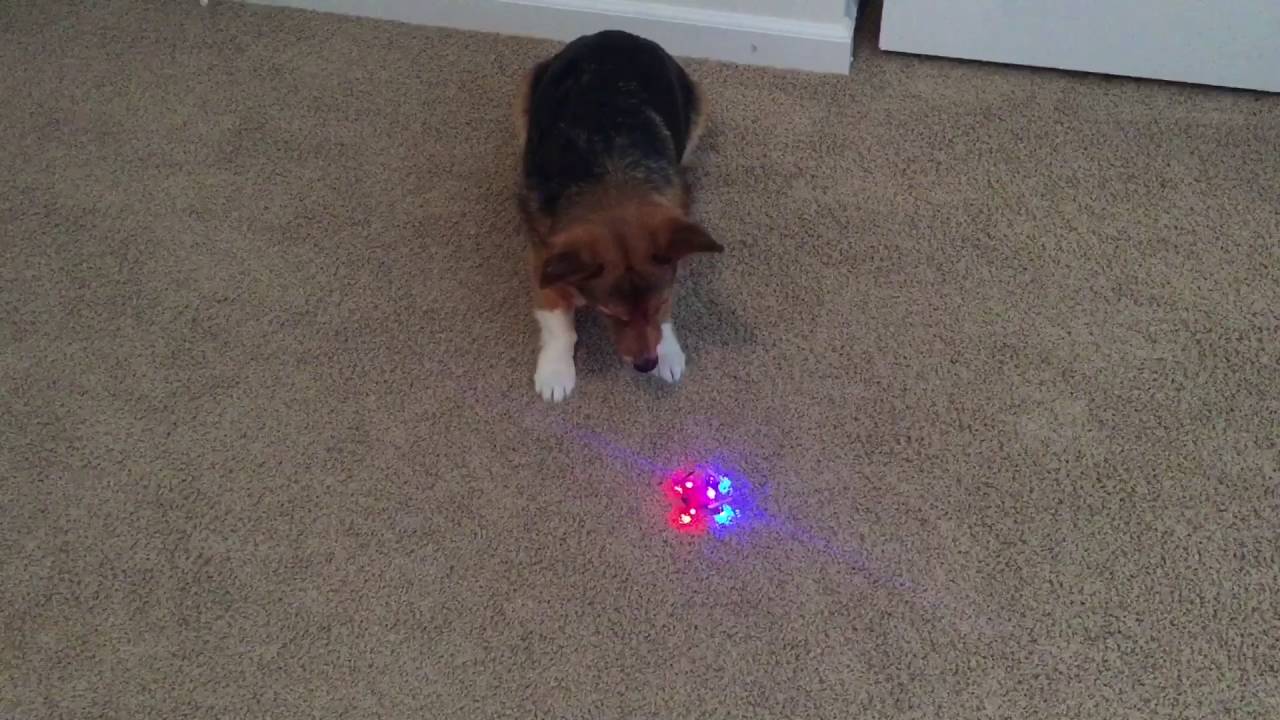 Corgi Slays Mini Drone - YouTube