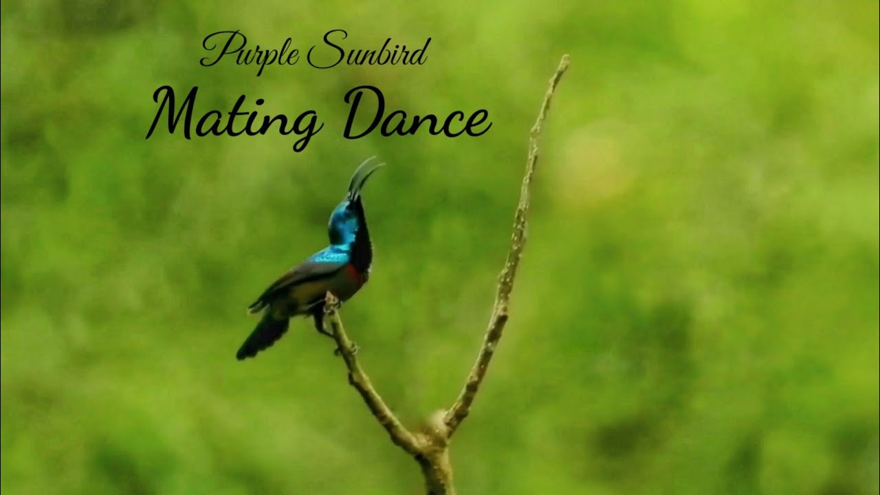Courtship dance||Sunbird mating dance|| Birds Of Paradise | - YouTube