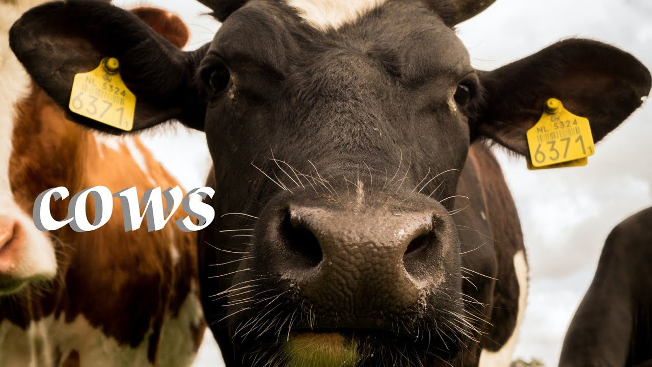 mooing of cows, sounds of cows - YouTube
