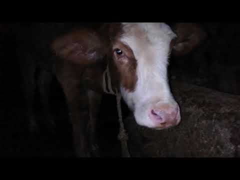 Danada solunum yolu enfeksiyonu( laryngitis, tracheitis, bronchitis, pneomoni)  video: