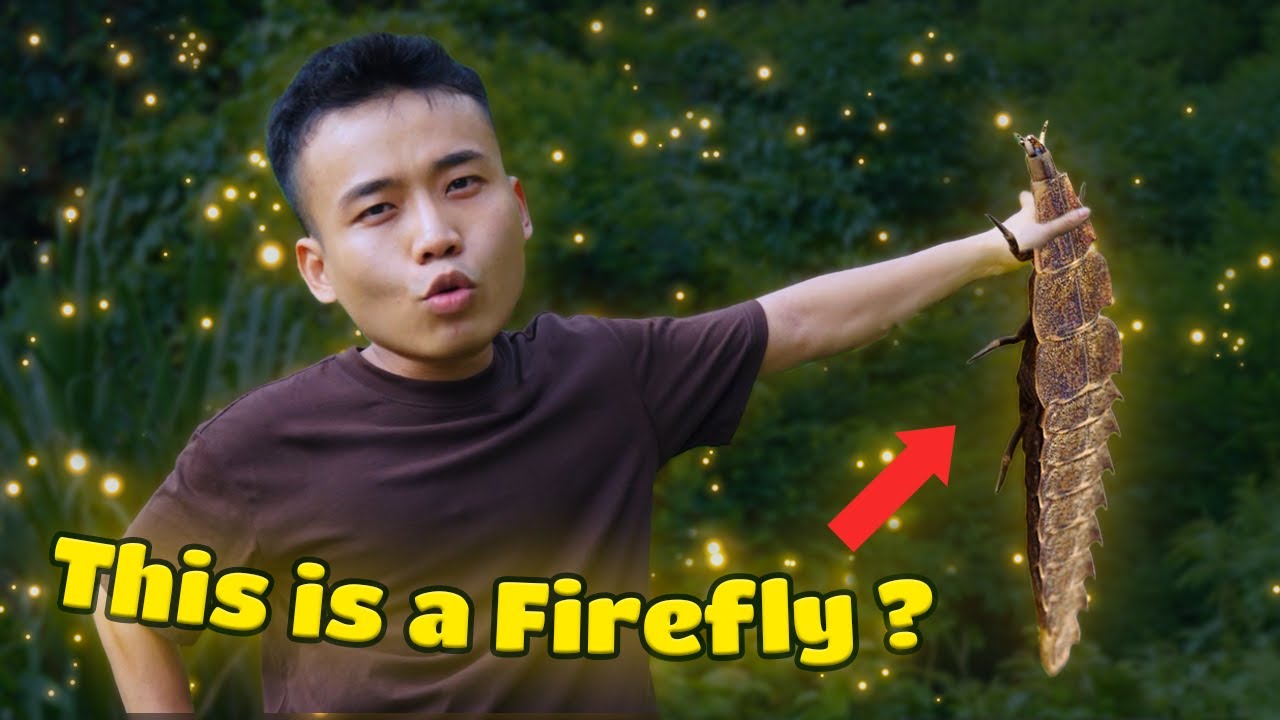 Inside Vietnam’s Firefly Forest: Facts You Didn’t Know and What Firefly ...