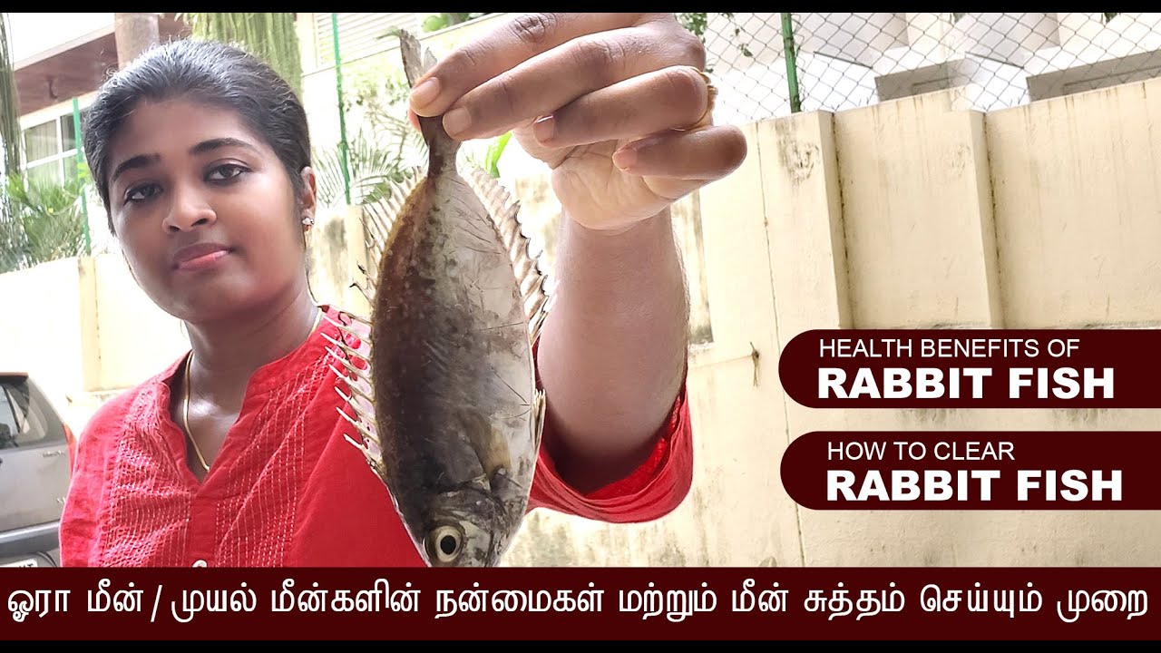 Rabbit Fish | Rabbit Fish Benefits | Rabbit Fish Clearing | Ora Fish ...