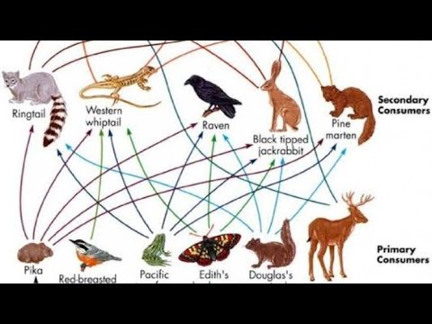 Biosphere vs Ecosystem Differences - YouTube