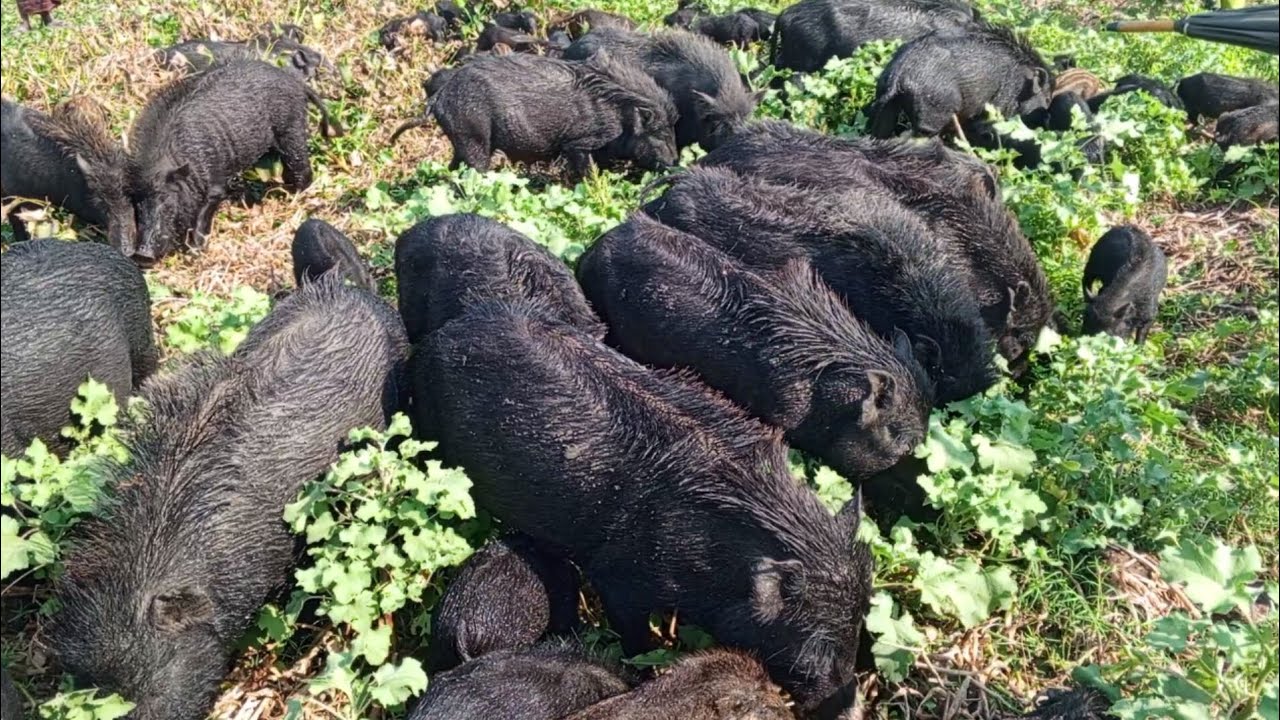 Kalo pigs animals sukor ar dol,,,mud a - YouTube