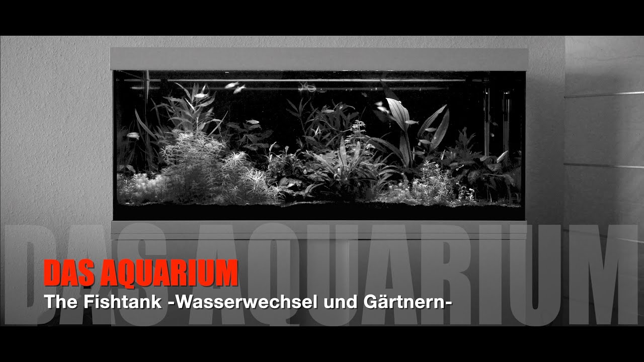Eheim Vivaline Aquarium 240l -Fishtank- Smaragdprachtbarsch-Rotkopfsalmler-Odessabarben-Corys ...