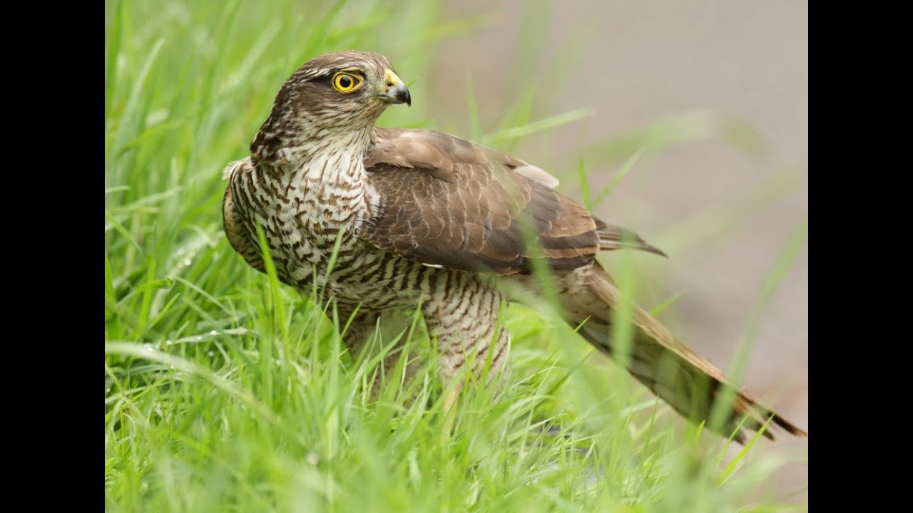 Caught on CCTV - a Sparrow Hawk catching its Prey in the Garden - YouTube