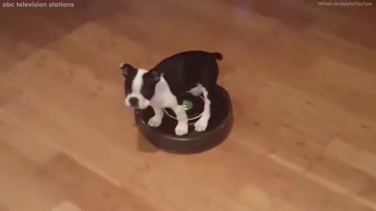Adorable puppy rides a Roomba - YouTube