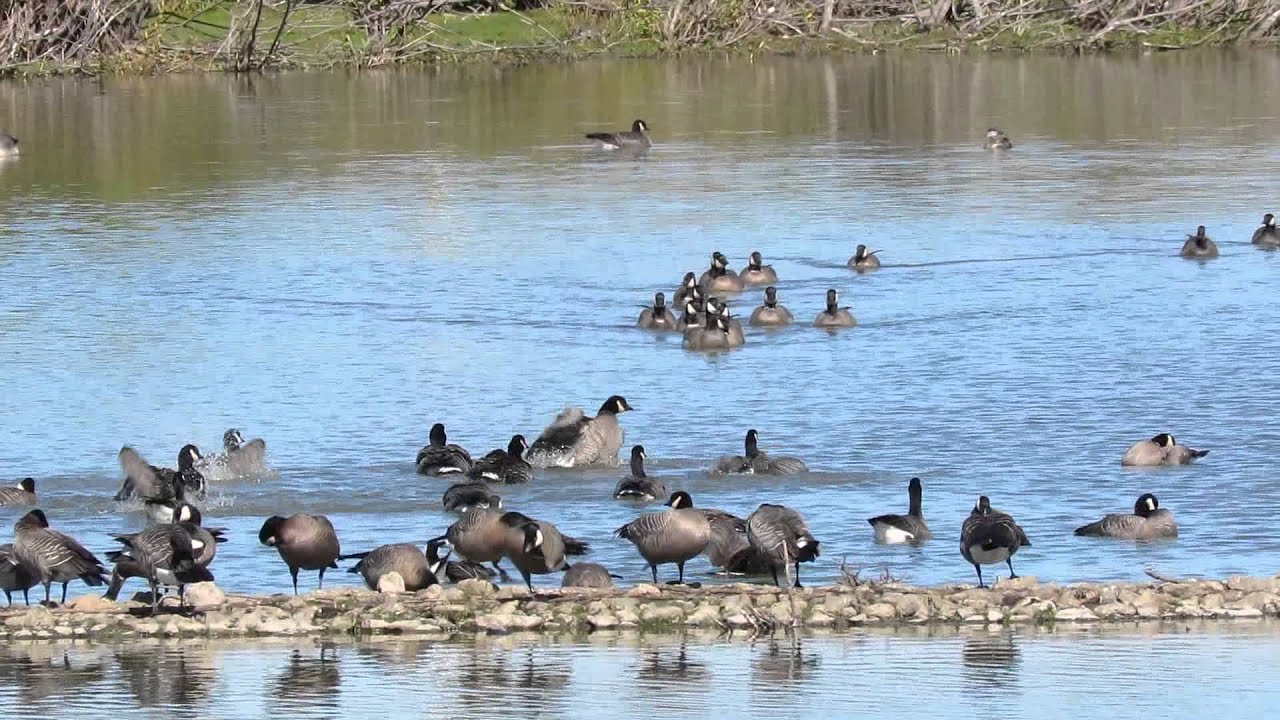 2015 RHM Canadian Geese Migration About 500 at Kent, Wa - YouTube
