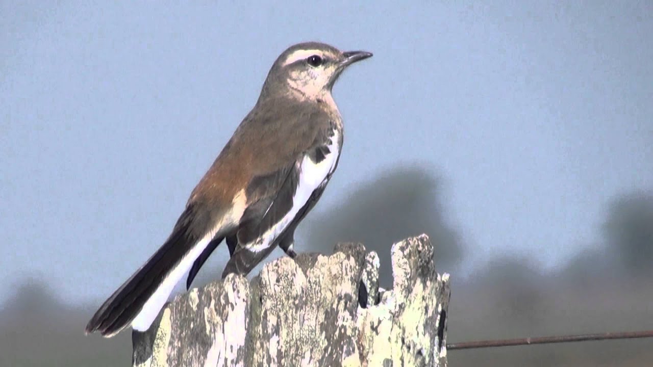 Calandria real (Mimus triurus) - YouTube