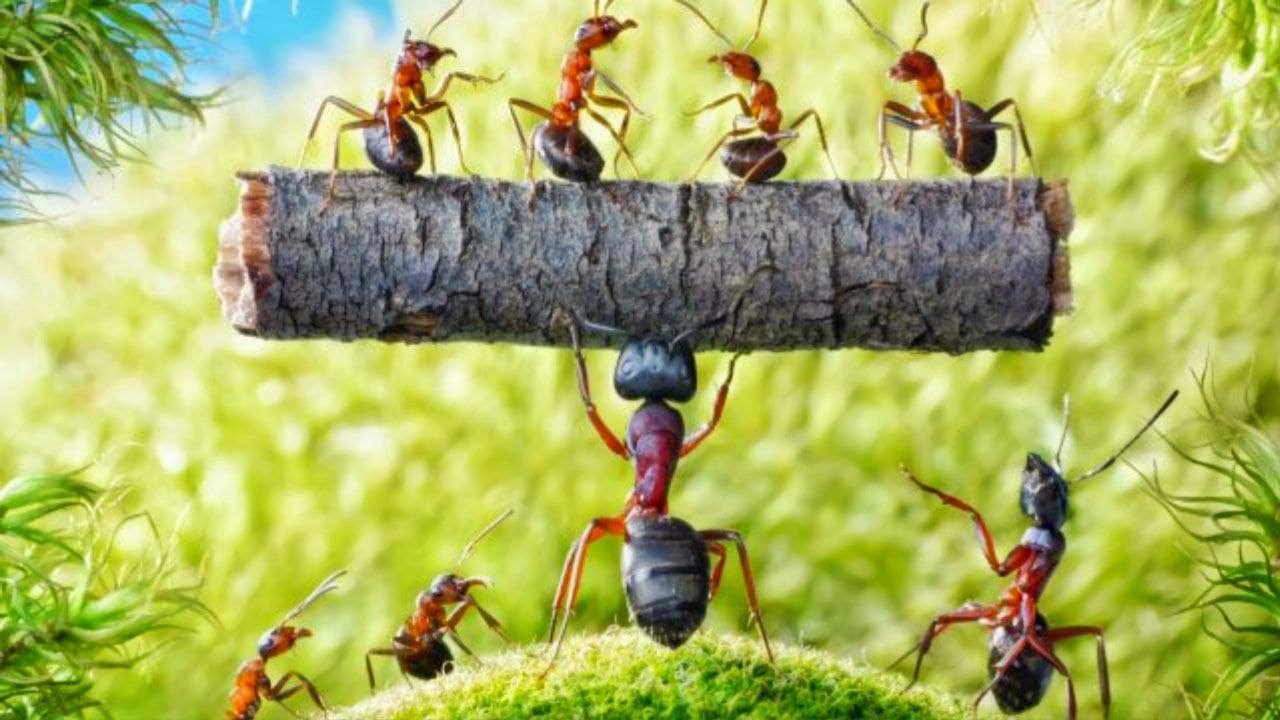 How Strong Are Ants? | Ants Are Even Stronger Than You Imagine - YouTube