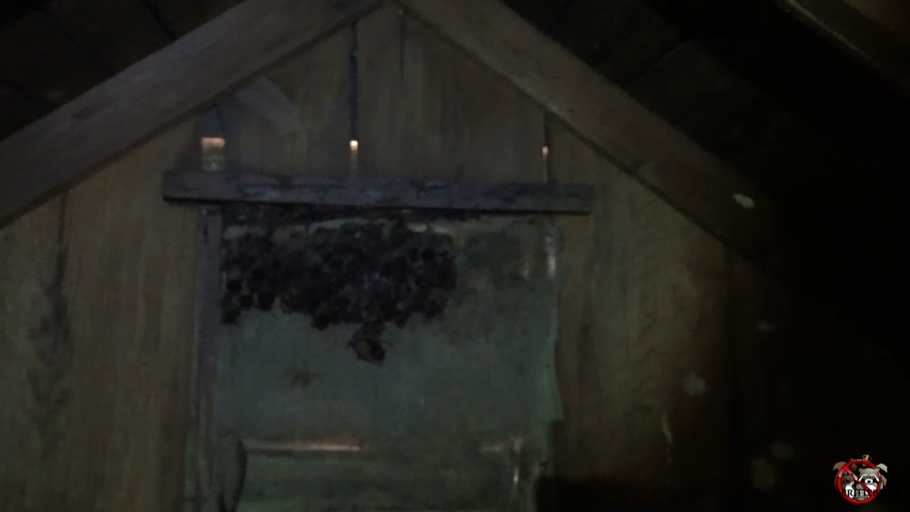 Bat Colony in an Attic - YouTube