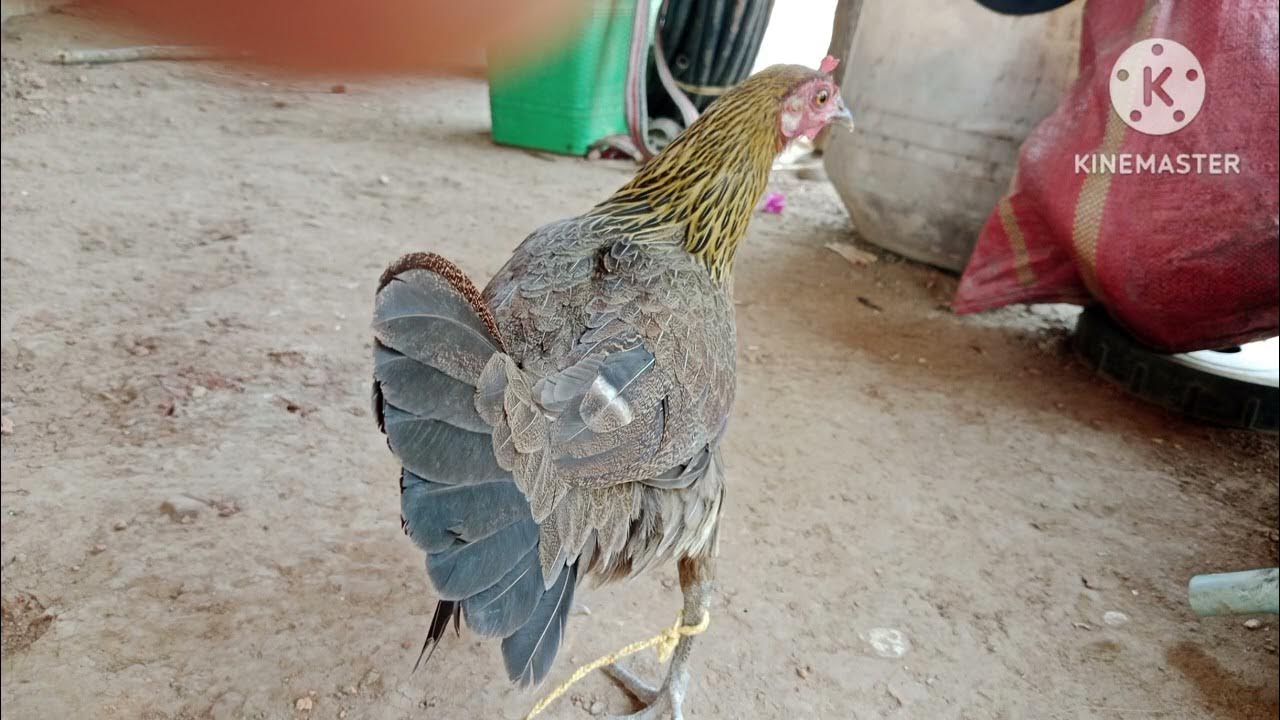 poj qaib seev zoo cuab tuaj 100/ສຽງໄກ່ເເມ່ - YouTube