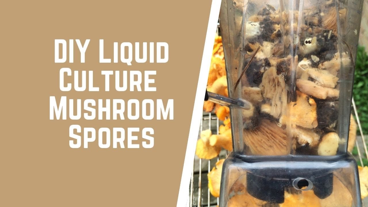 🍄🔬 Make Your Own Liquid Culture Mushroom Spores - YouTube