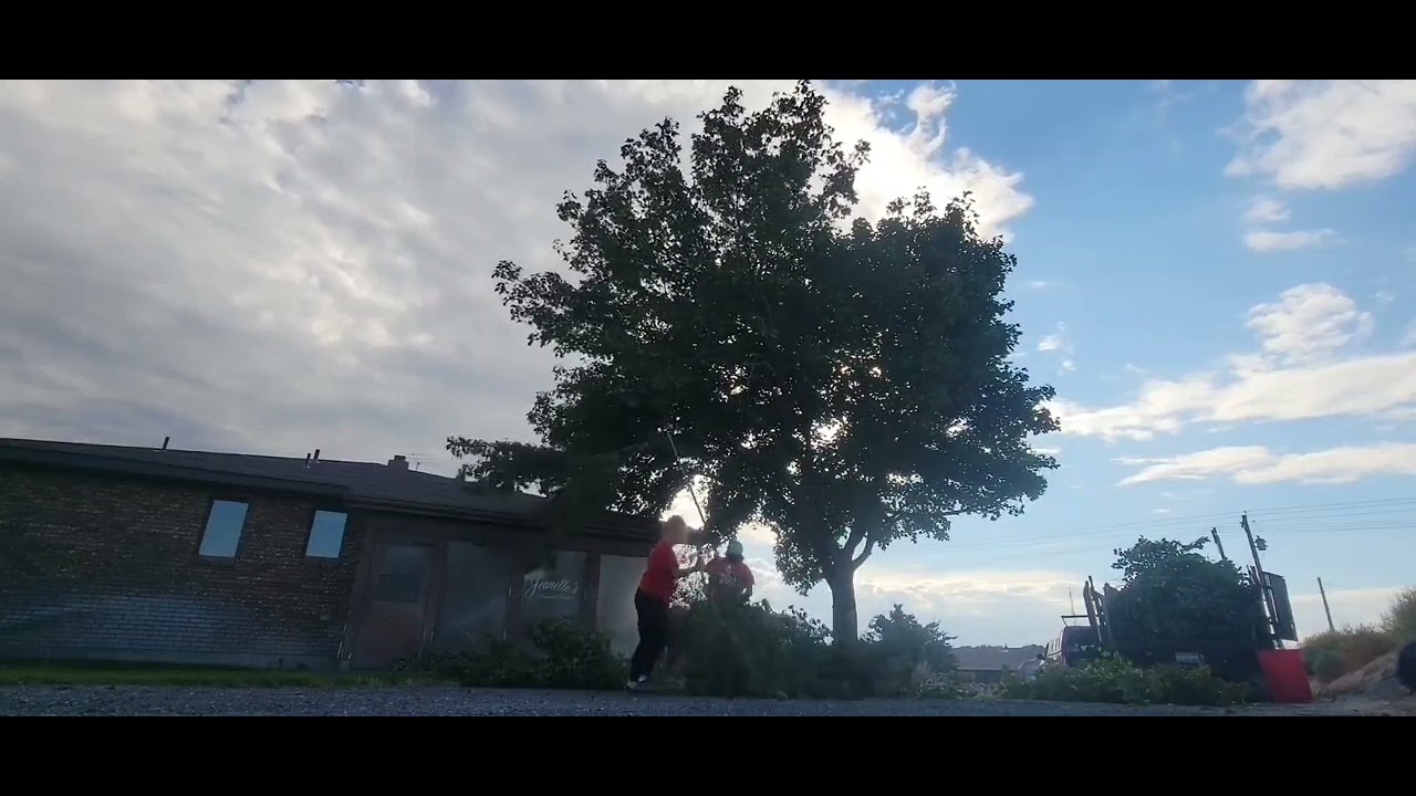 The Ground Gal and The Tree Fella trimming trees #treework #chainsaw - YouTube