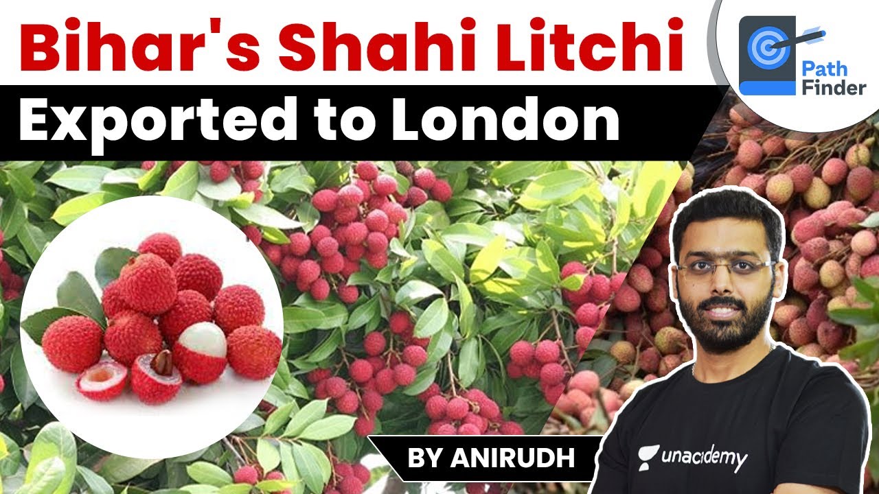 Bihar exports GI certified 'Shahi Litchi' to UK | Facts about Shahi ...