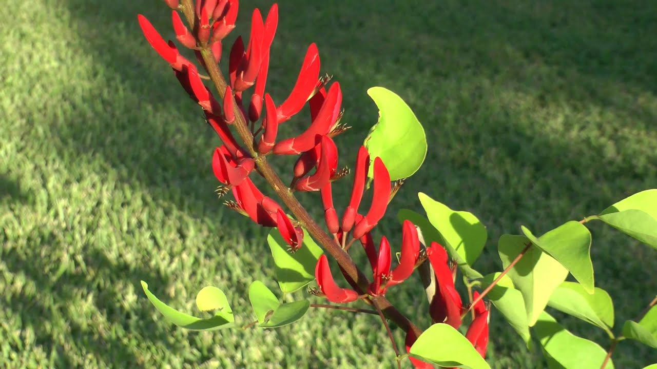 Hybrid coral bean tree in bloom, San Benito, Texas 2014 - YouTube