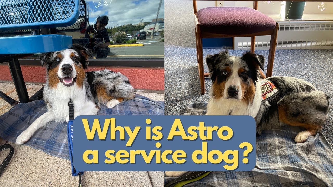 Why Do I Have A Service Dog? SD Tasks Astro Knows & What I Will Teach ...