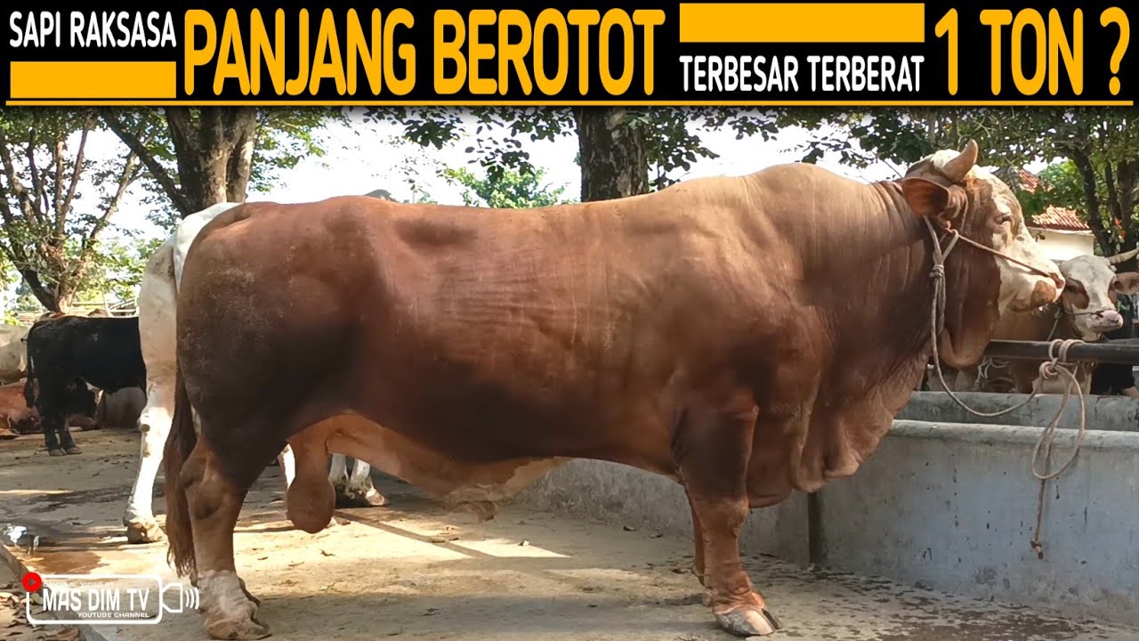 Sapi Terbesar Dan Terberat Pagi Ini !! Sapi Jumbo Berotot Hampir 1 Ton ...