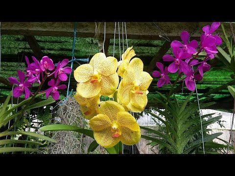 All Vanda Orchids in blooms - Vanda Ratchaburri - Vanda Mokara & Aranda ...