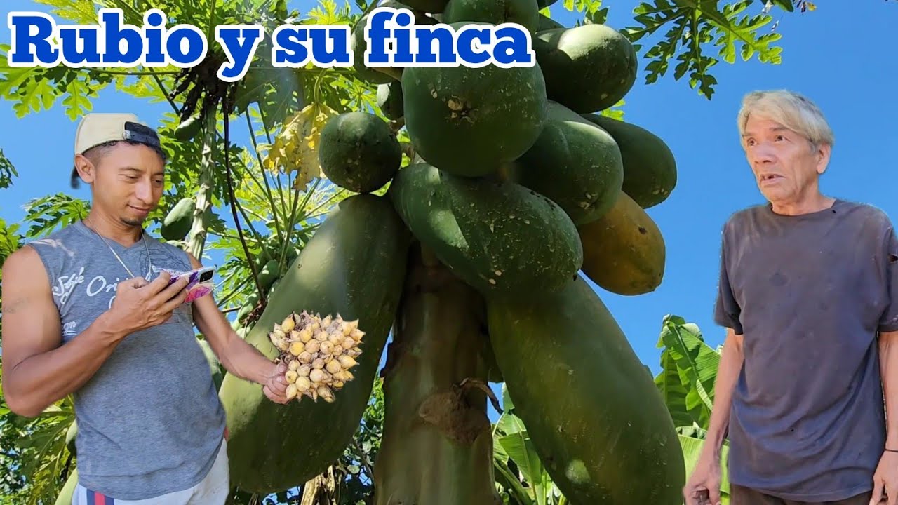 🚨 la finca de RUBIO. Garrobos. mangos. papayas. piñicos limones guineos ...