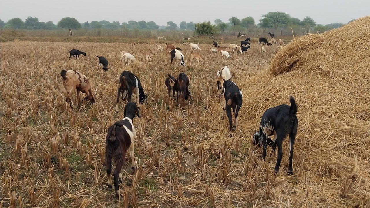 छत्तीसगढ़ की टॉप देसी बकरी पालन Goat farming free Grazing system - YouTube