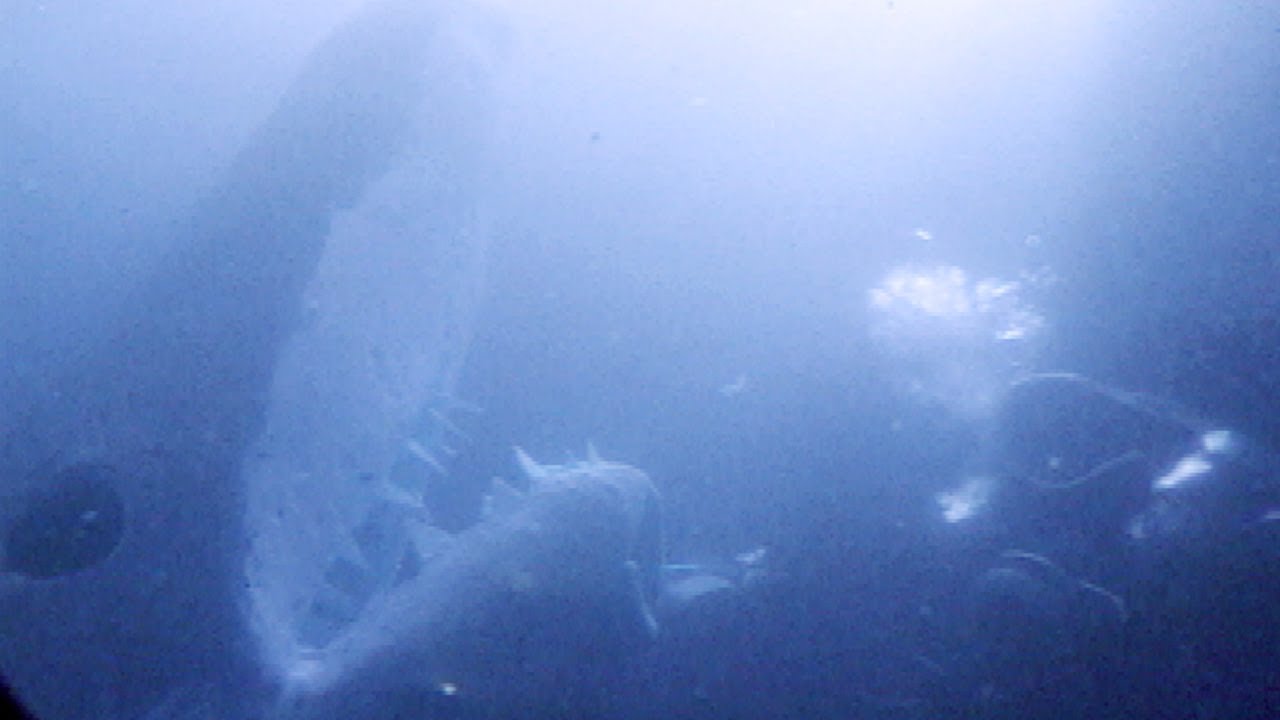 Shark Attack Caught On Camera - YouTube