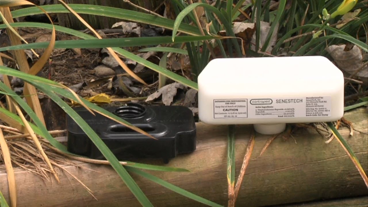 Rat "birth control" used to keep big cats safe at local sanctuary - YouTube