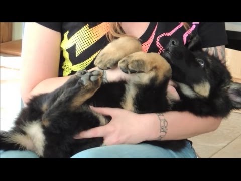 The Importance of Puppy Holds - YouTube