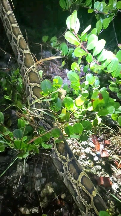 Catching A Calm Burmese Python - YouTube