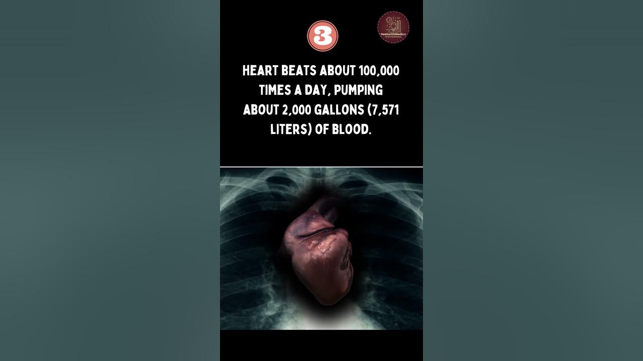 Top 5 Interesting Facts About Human Heart Youtube