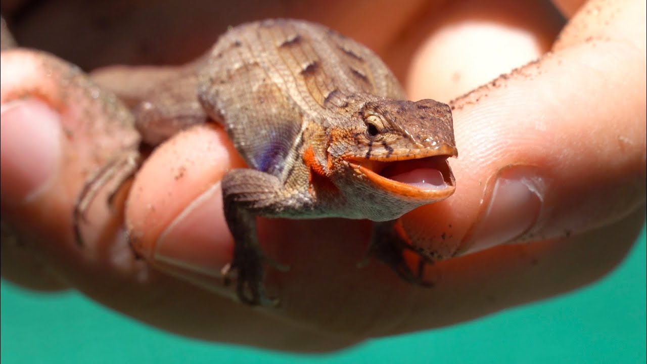 Tiny Lizard SCREAMING! - YouTube