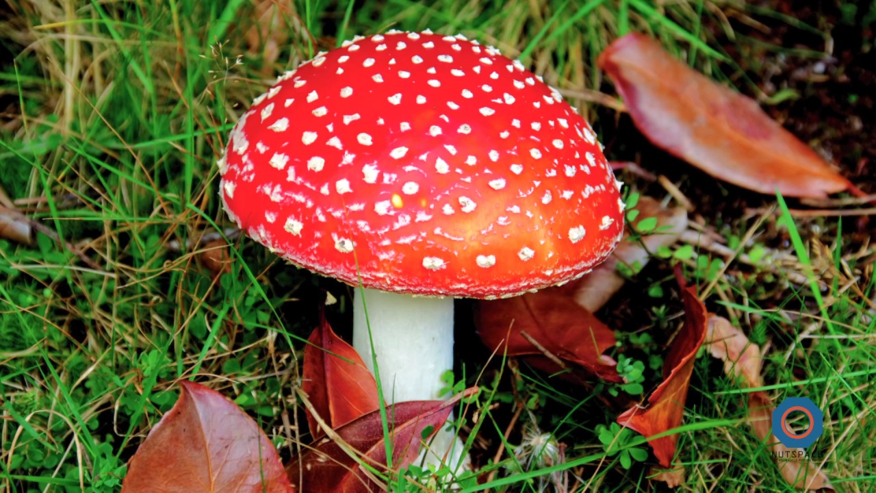 Meaning of Toadstool - YouTube