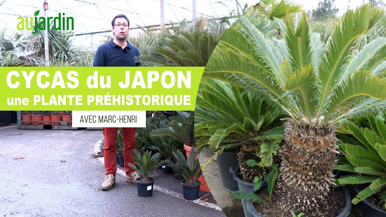 CYCAS du JAPON🌴une PLANTE PRÉHISTORIQUE à l'allure de PALMIER - CULTURE ...