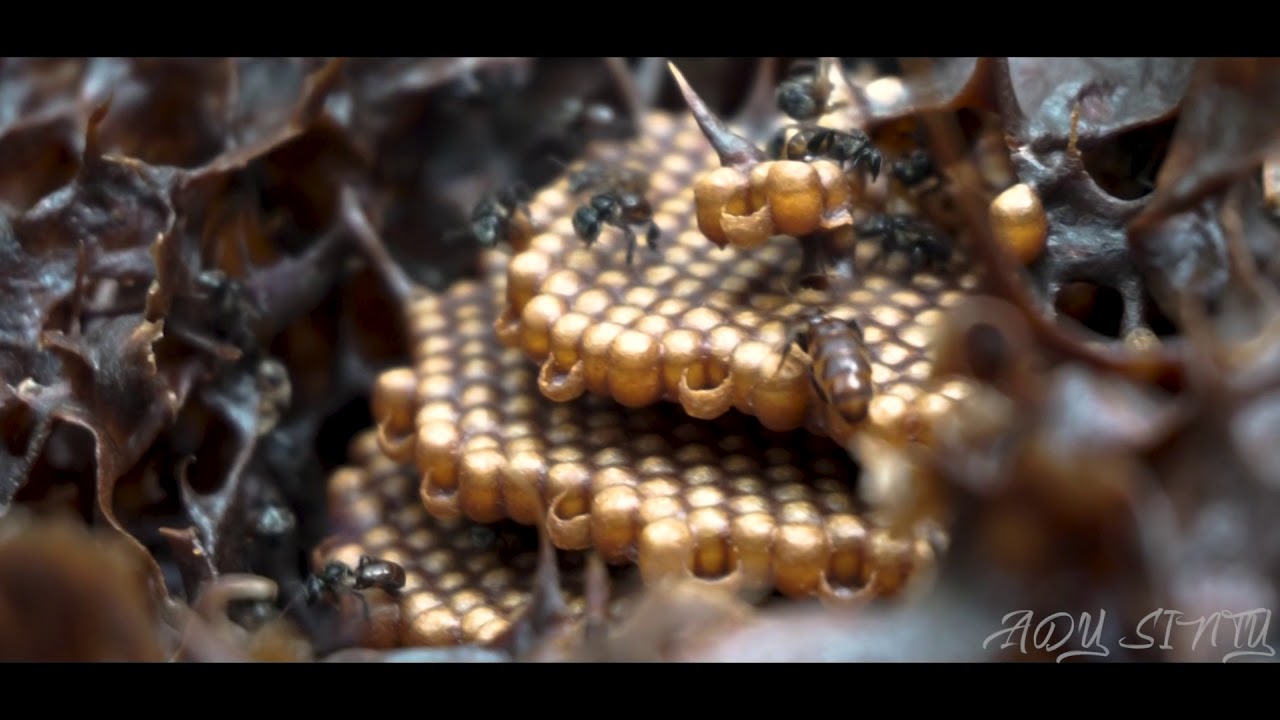Borneo Honey Bee Centre, Sikuati Kudat - YouTube