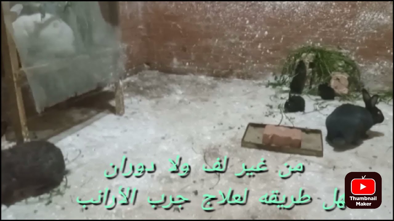 المختصر المفيد في علاج الجرب عند الأرانب#Handbook useful in the ...