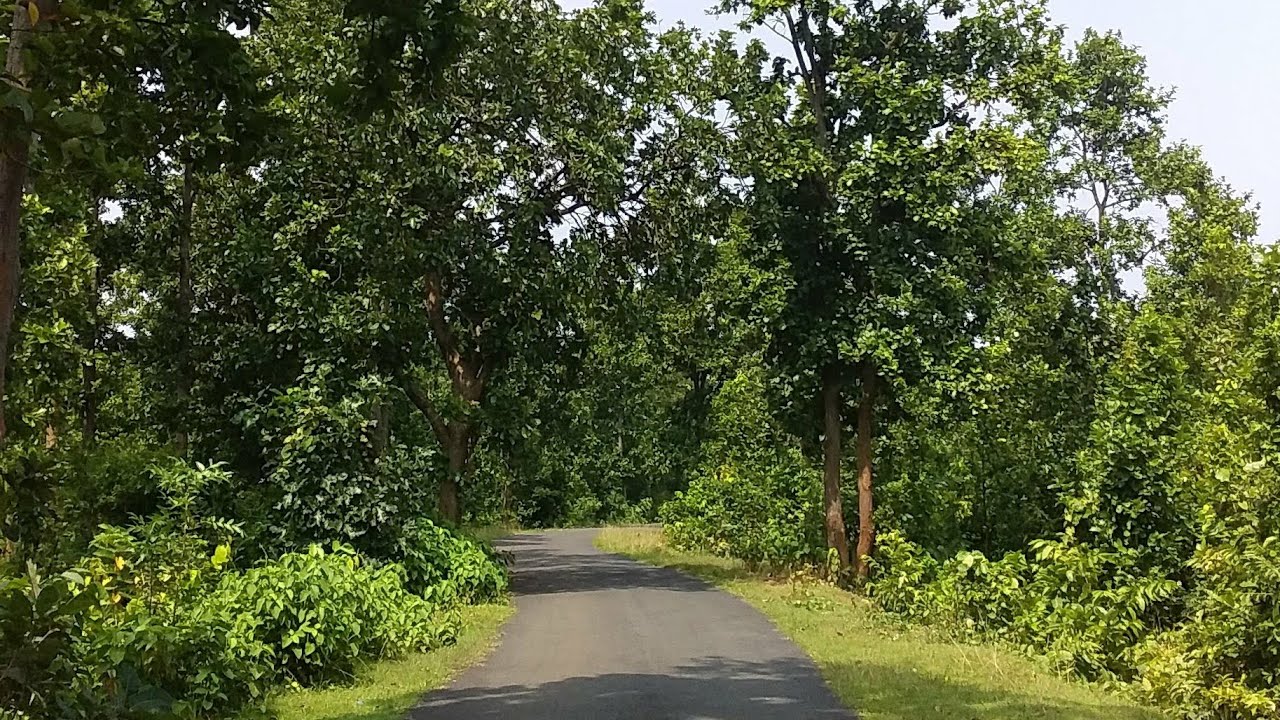 Journey Through FOREST of BENGAL | Featuring Bishnupur-Sonamukhi Road ...