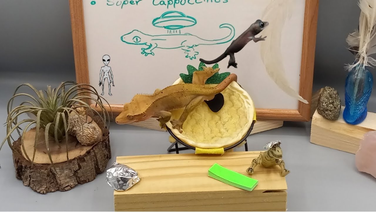 super cappuccino crested gecko are aliens - YouTube