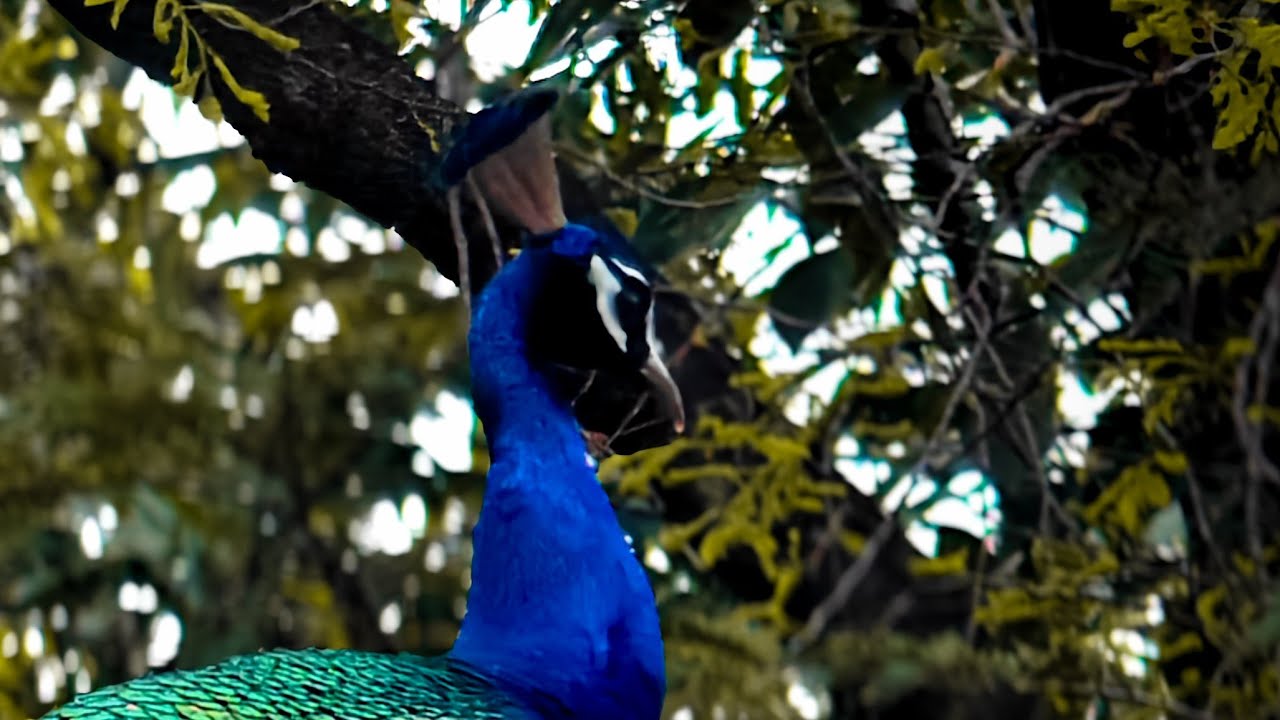 A big snake behind the man 😨 #virallive#shortsfeed#like#comment - YouTube