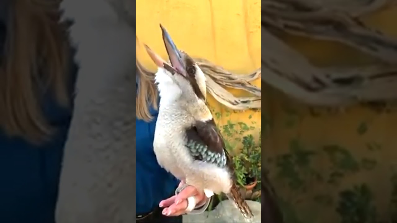 Bird laugh - YouTube