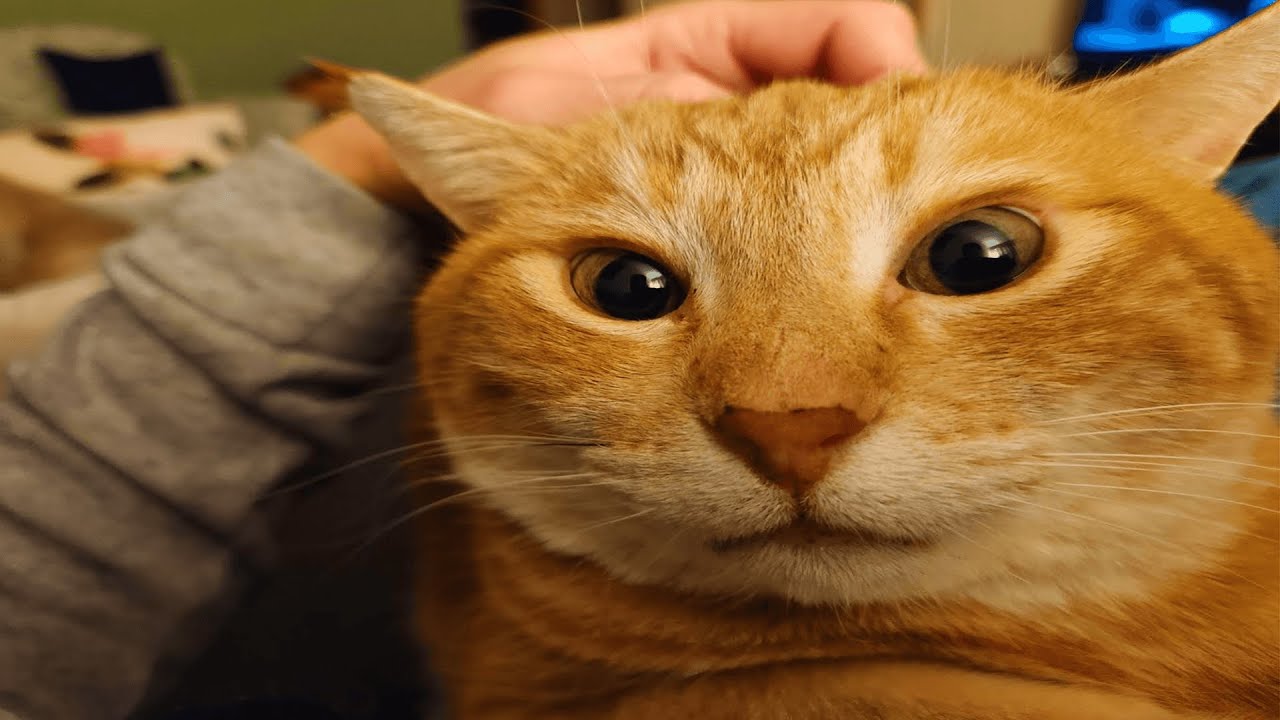 No brain cell cats - YouTube