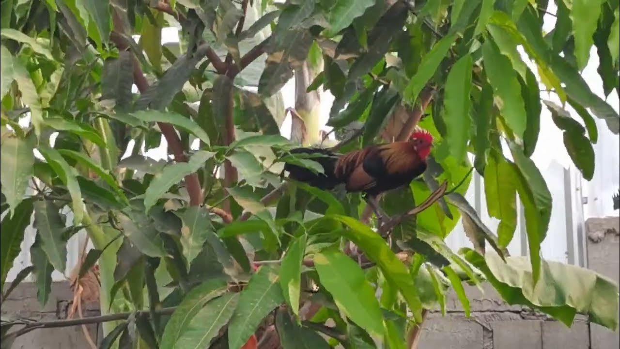 EP6-pub me nyuam qaib dib ວິທີໃຫ້ອາຫານໄກ່ນ້ອຍ 2023-04-13 - YouTube