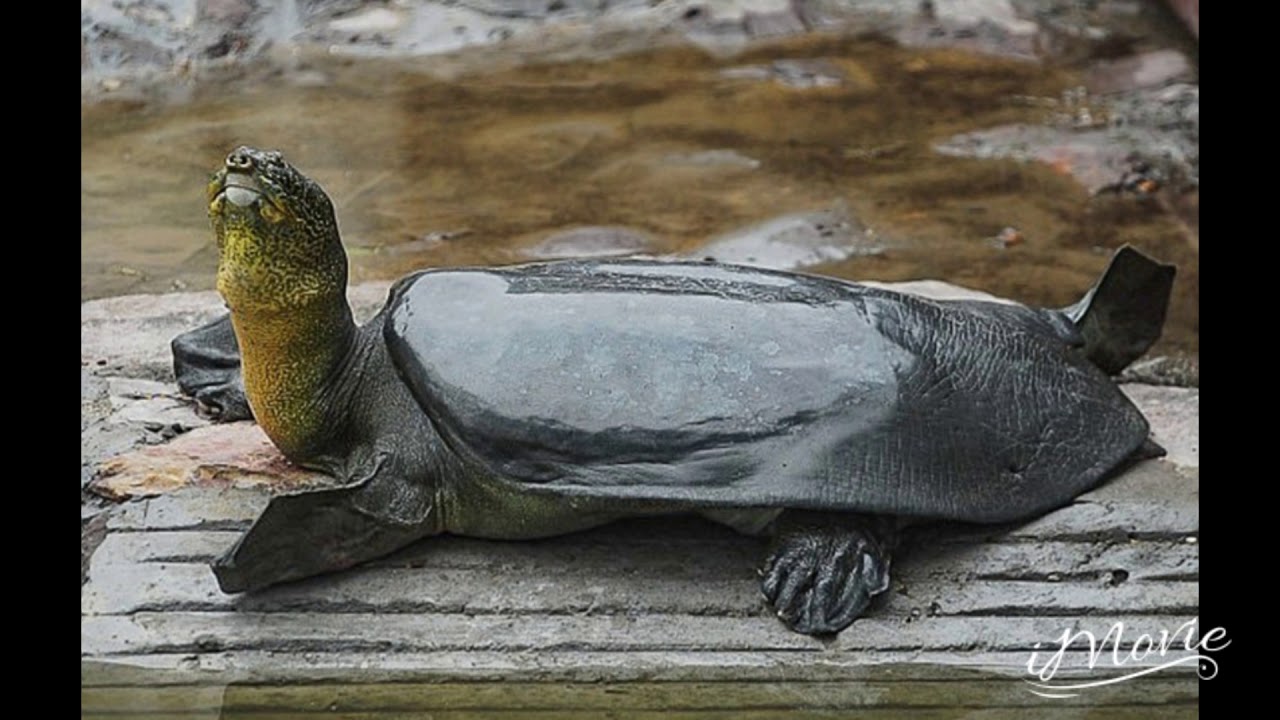 Red River Giant Softshell Turtle Video - Nathaniel Clore - YouTube