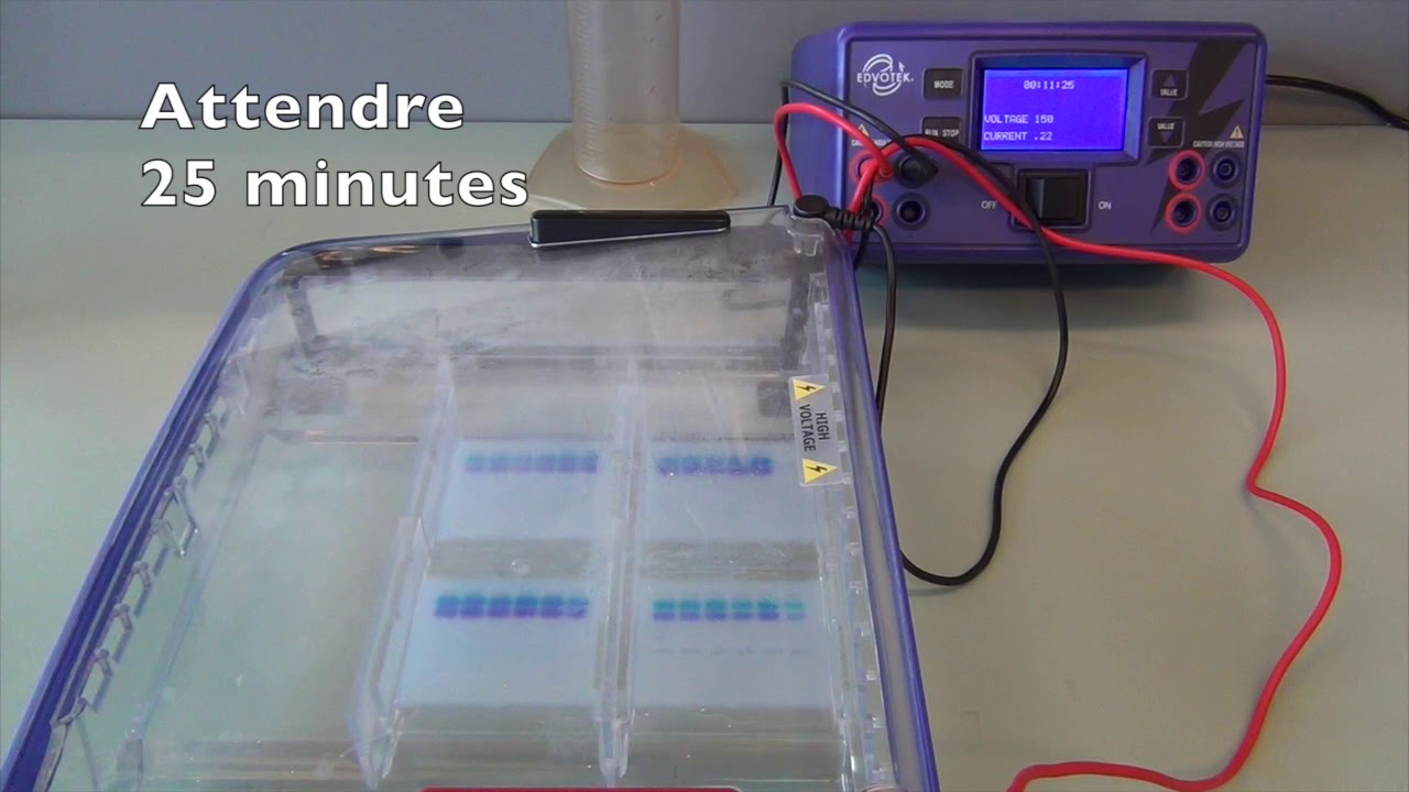 Migration de l'ADN sur gel d'agarose - YouTube