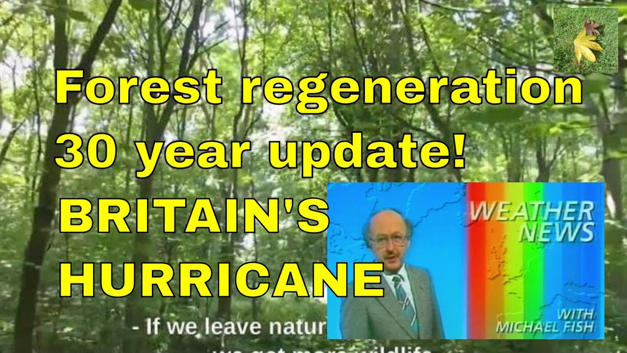 Rewilding trees forests and woodland. Rewilding trees (reforesting ...