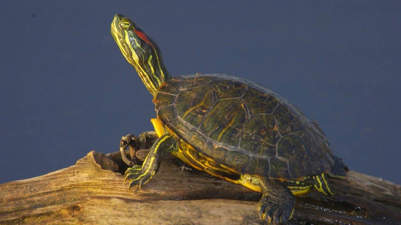 LA TRACHEMYS SCRIPTA ÉLÉGANS - YouTube