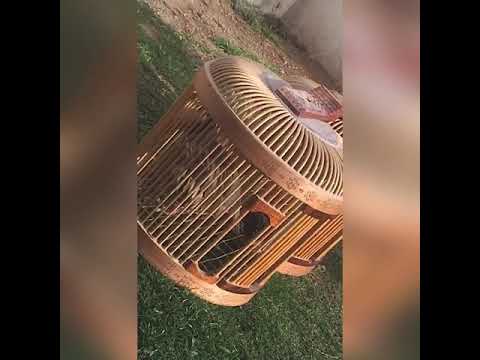 IRAK DÖVÜŞ KEKLİĞİ -partridge - KEKLİK HENGAMESİ -охотничья куропатка - صيد الحجل