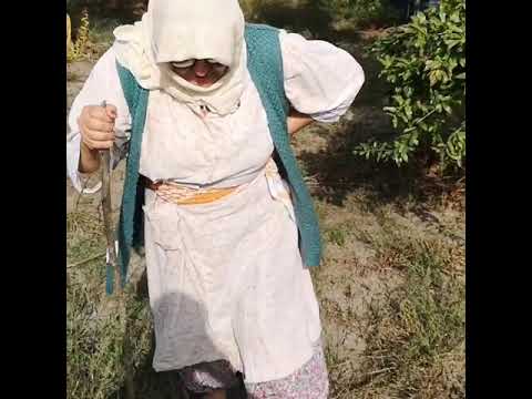 Marziye nine iş başında, nar hasatı😃3.cü