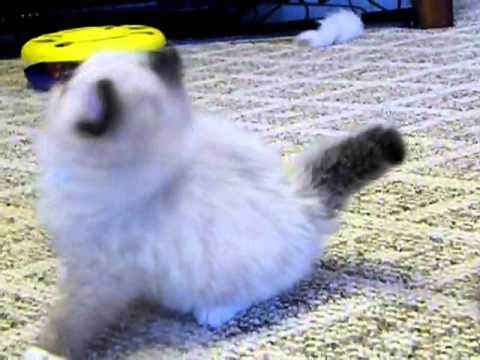 Two Seal mitted Ragdoll kittens compete for the wand toy